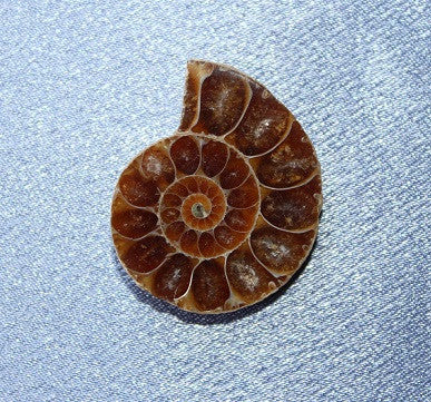 Ammonite Small — Aus Crystals